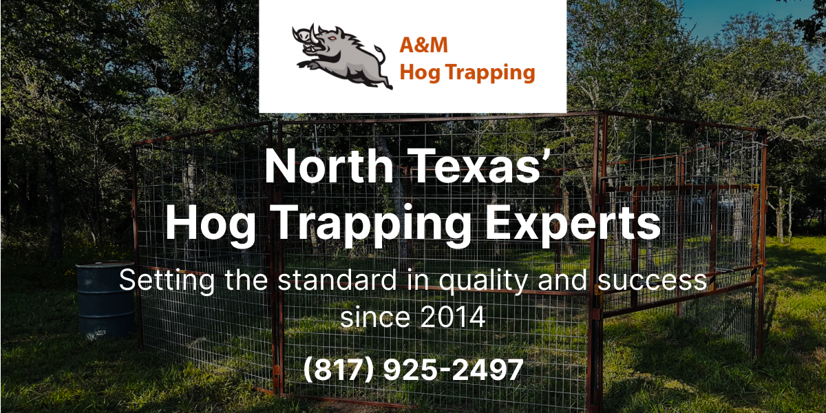 A&M Hog Trapping - North Texas Hog Trapping Experts